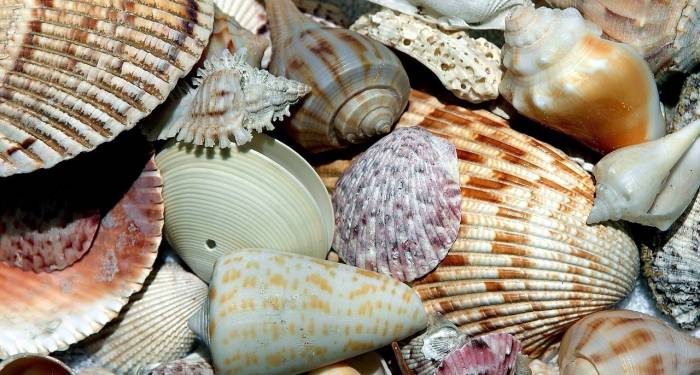 A Brief Guide to the Classification of Conches and Sea Shells | Faena